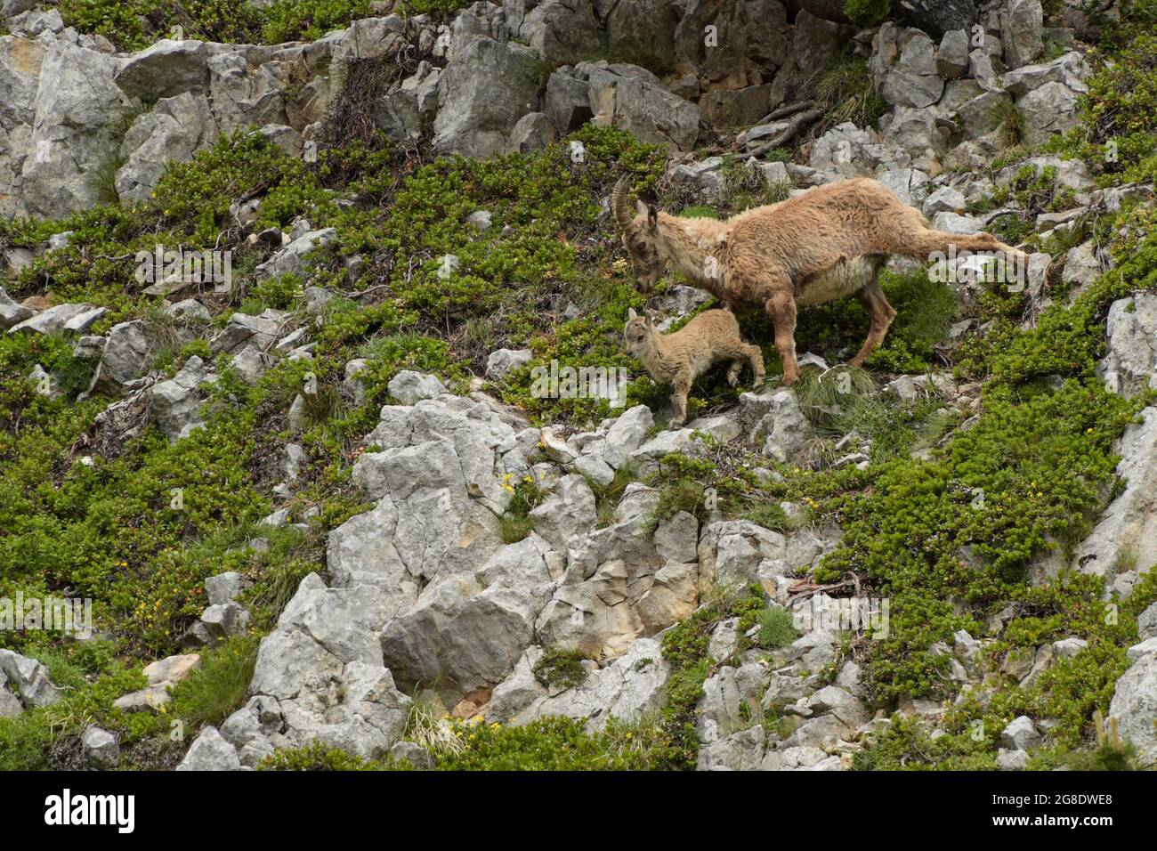 Ibex family hi-res stock photography and images - Alamy