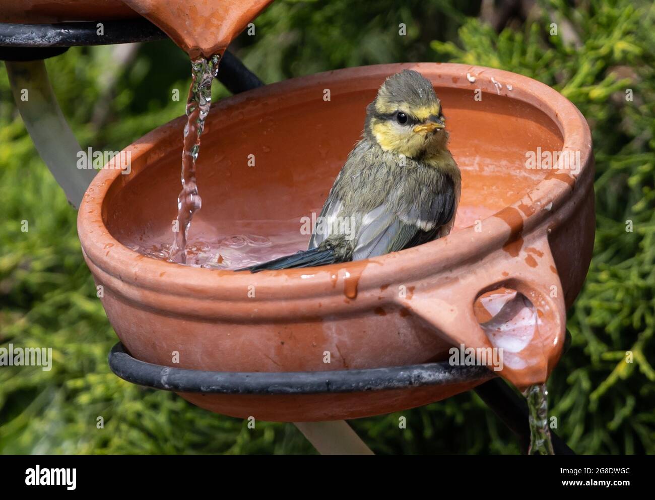 Close up shot of a cute little bird standing in a clay pot with water ...