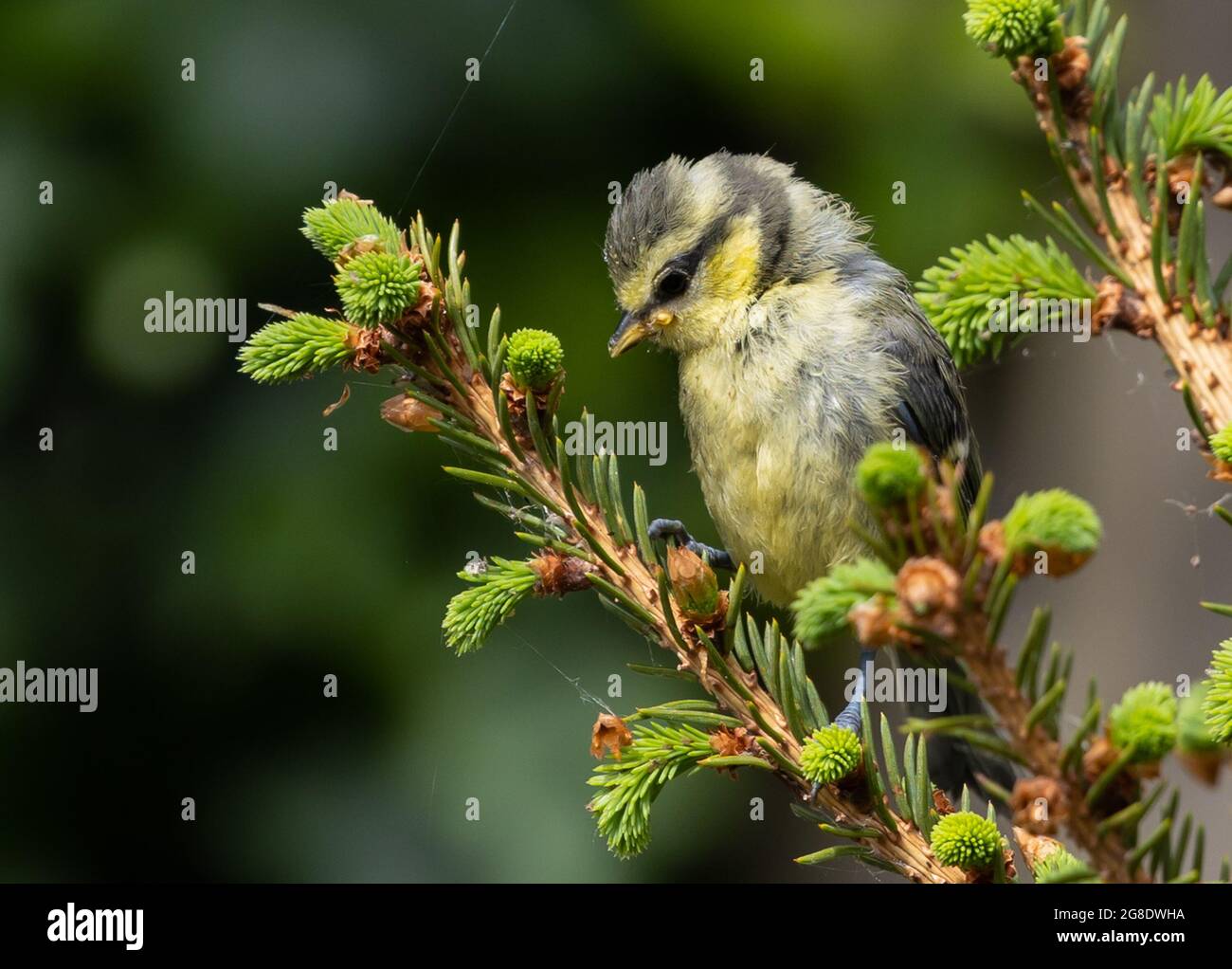 Sad bird hi-res stock photography and images - Alamy