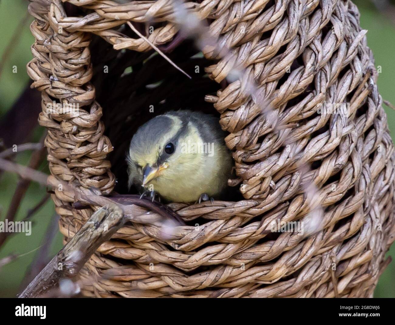 Goldcrest nest hi-res stock photography and images - Alamy