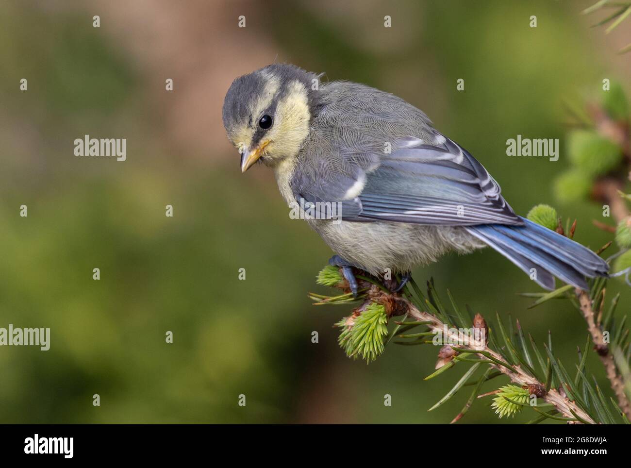 Sad bird hi-res stock photography and images - Alamy