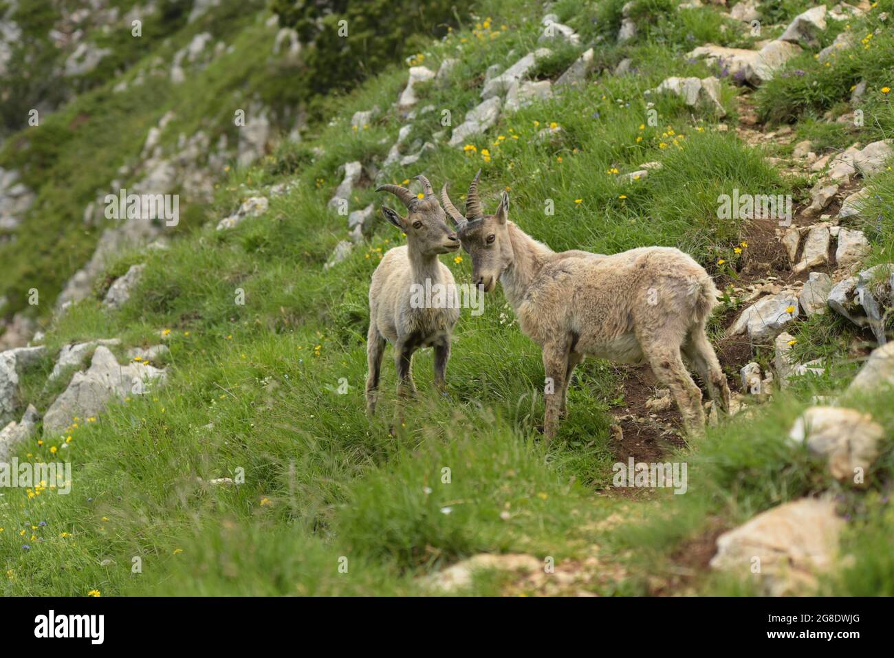ibex family in a french nature park Stock Photo - Alamy