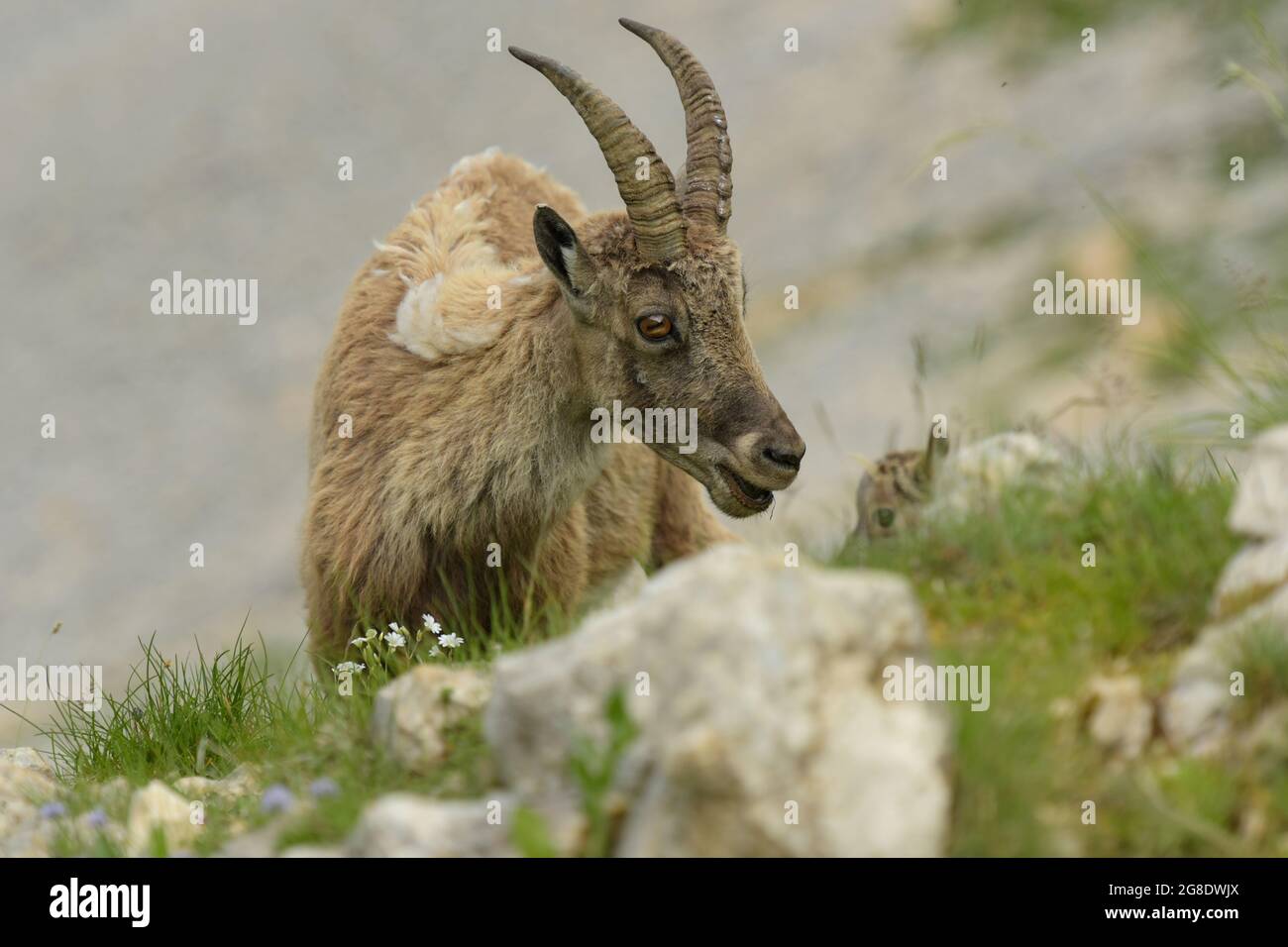 ibex in a french nature park Stock Photo - Alamy