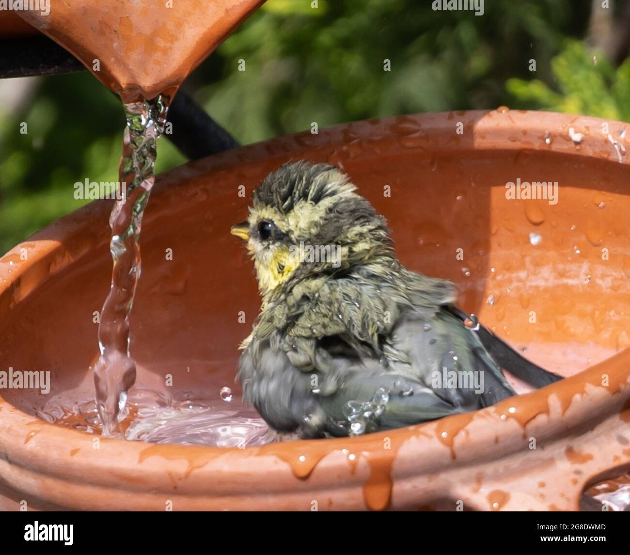 Close up of a cute little bird standing inside a clay pot with water ...