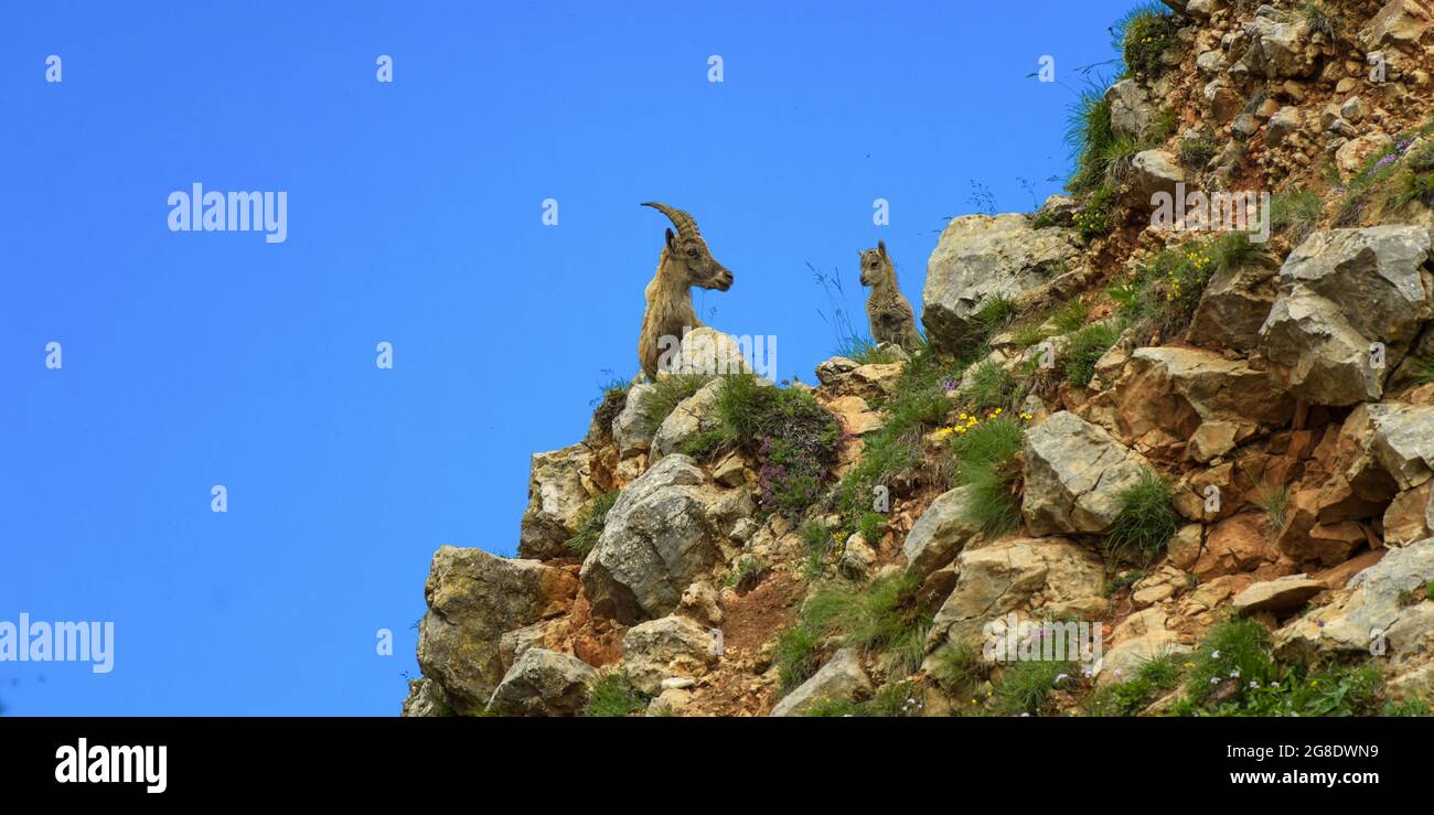 Ibex family hi-res stock photography and images - Alamy