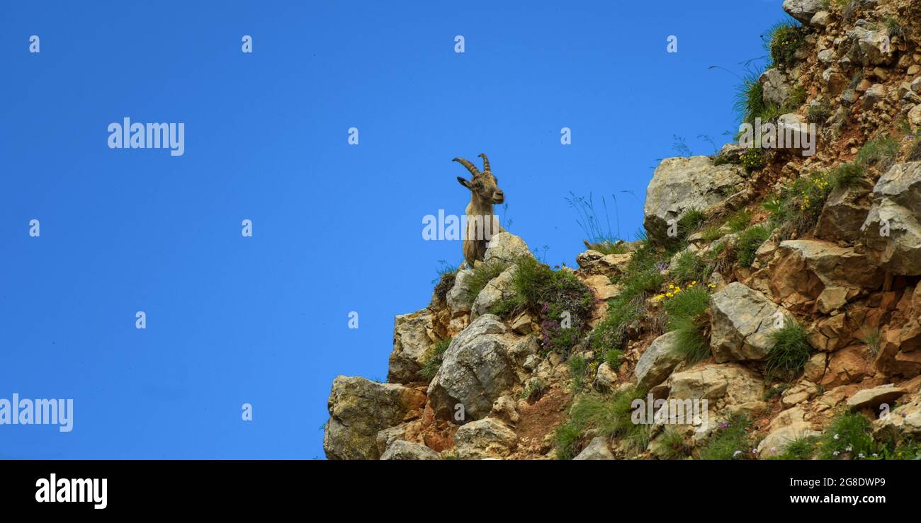 Ibex family hi-res stock photography and images - Alamy