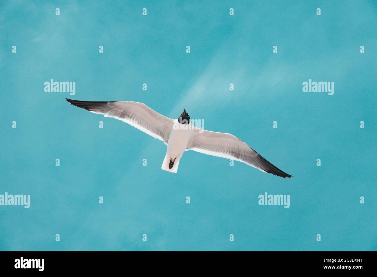 Seagull flying by sun hi-res stock photography and images - Alamy