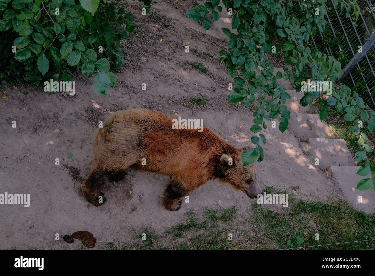 The Bern Bears in the new Bern Bear Pit. The Pit houses the famous Bern ...