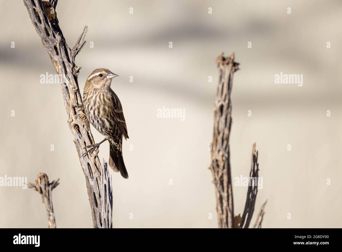 Immature red winged blackbird hi-res stock photography and images - Alamy