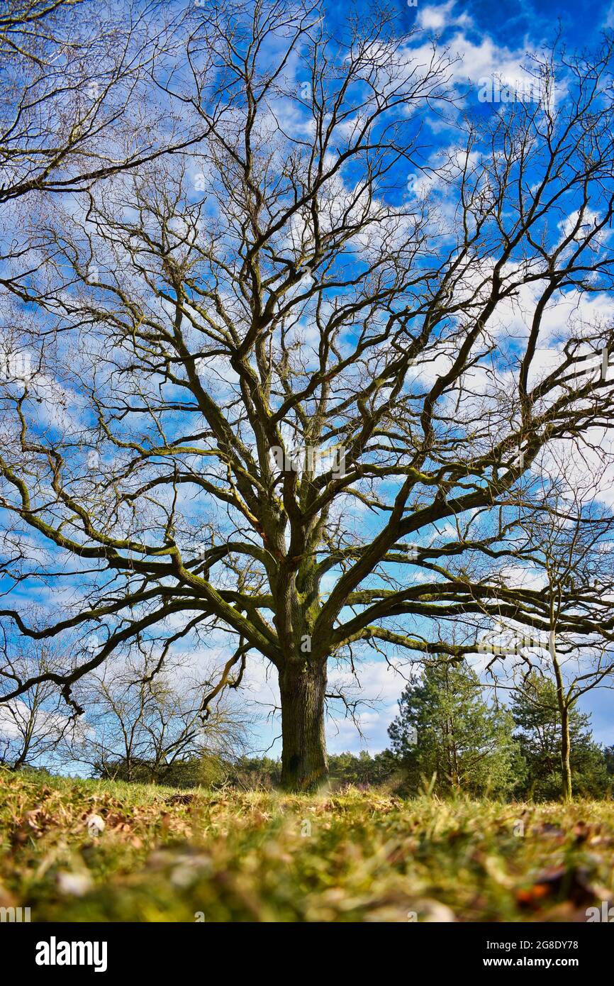 Vertical shot of a big leafless tree under a cloudy sky Stock Photo - Alamy