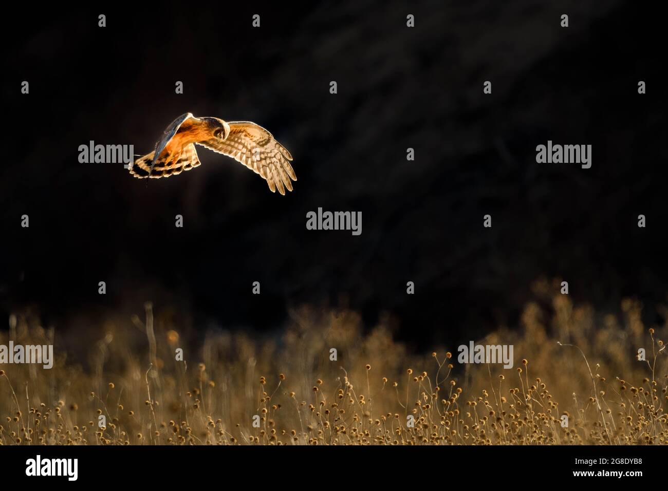 Sevilleta national wildlife refuge hi-res stock photography and images ...