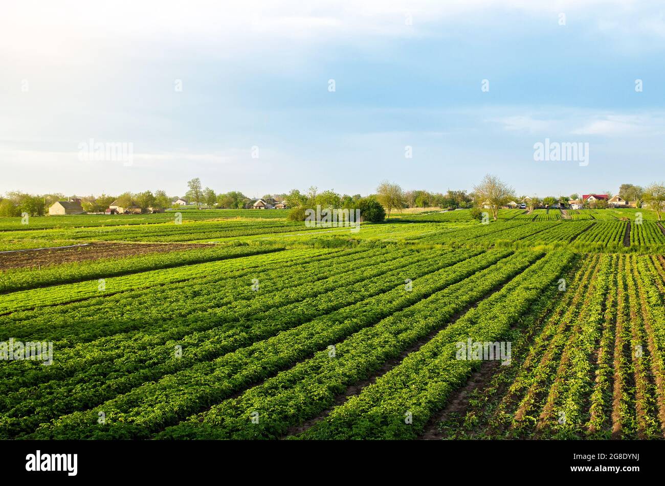 A beautiful view of countryside landscape of the potato fields of ...
