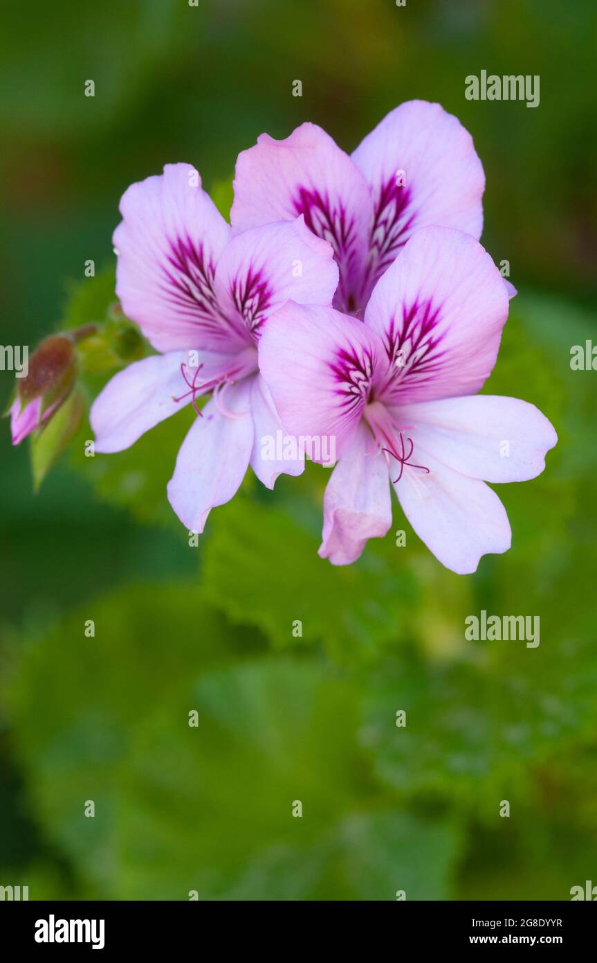 Geranium, Pelargonium Inquinans Stock Photo - Alamy