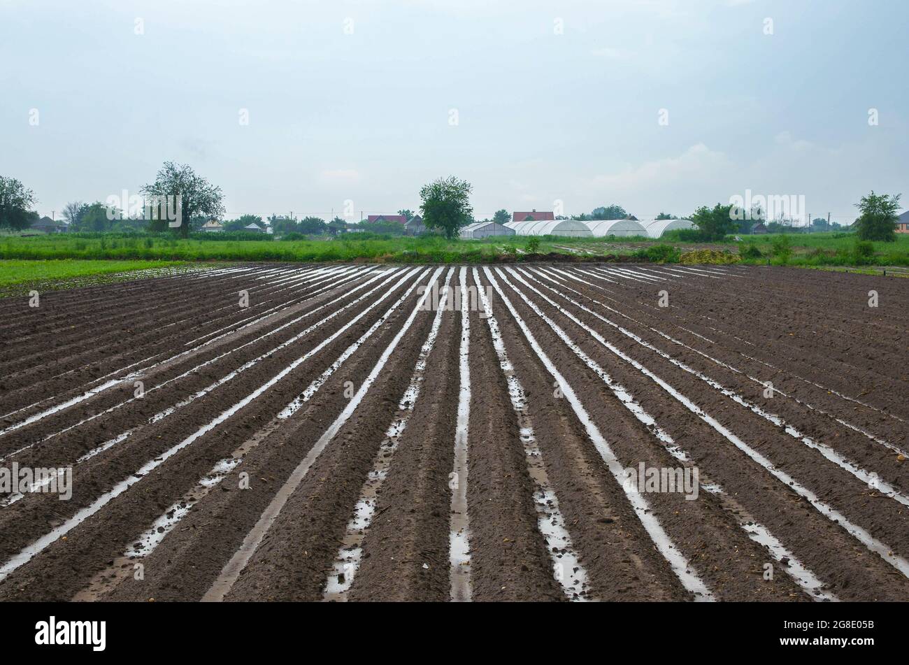 The farm field is flooded with heavy torrential rains. Threat of loss ...