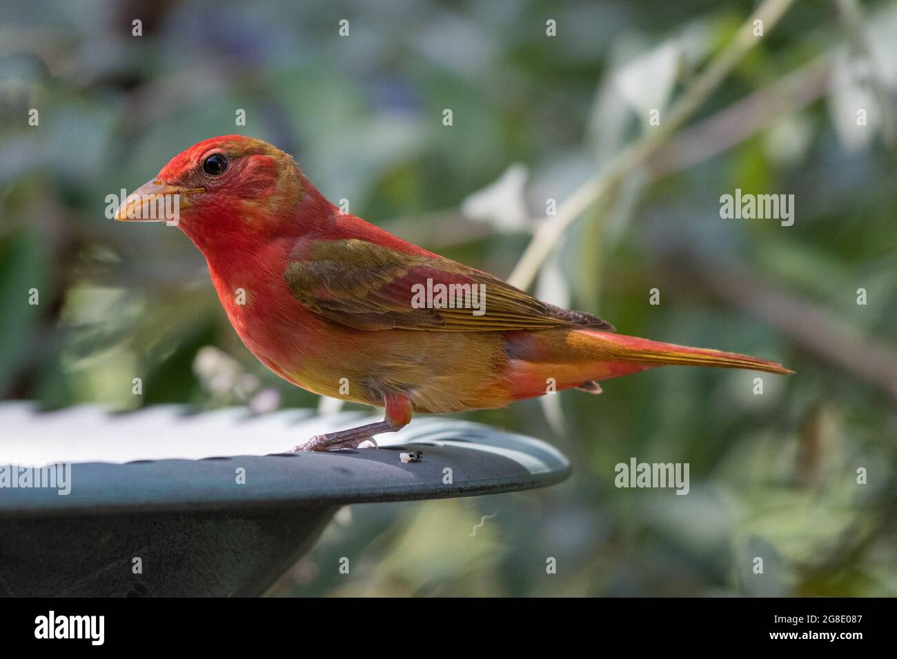 A colorful summer tanager bird stopping for a drink and a bath Stock ...