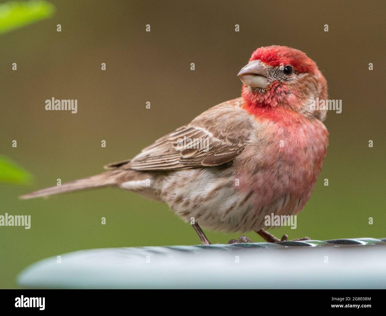 House finch bath hi-res stock photography and images - Alamy