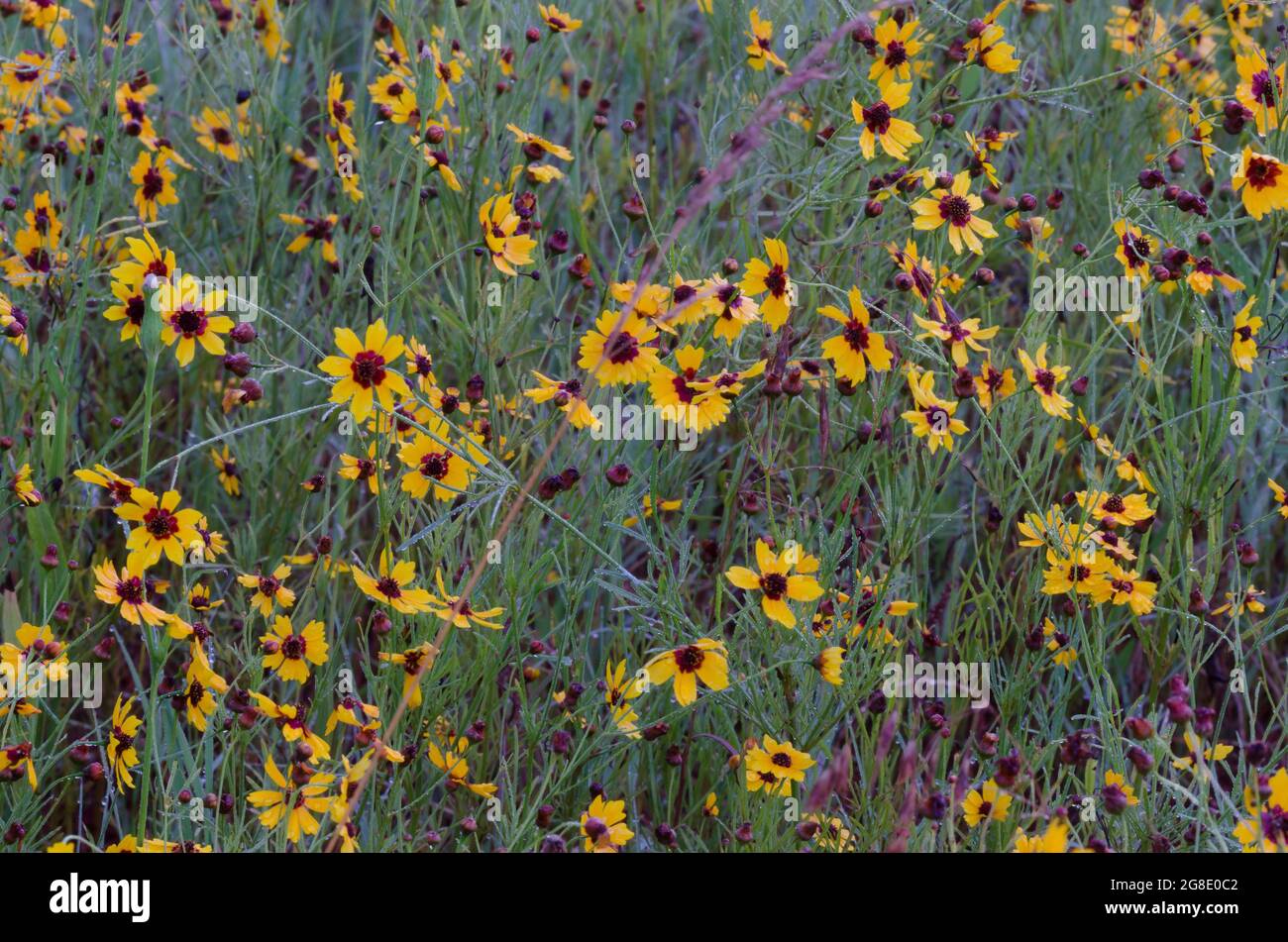 Plains Coreopsis, Coreopsis tinctoria Stock Photo - Alamy