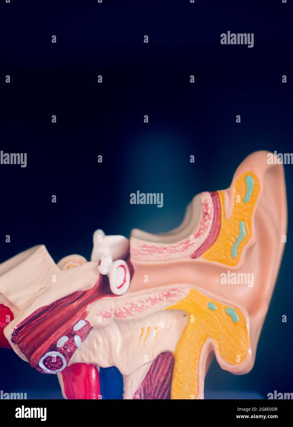 Hearing ear medical teaching model Stock Photo - Alamy