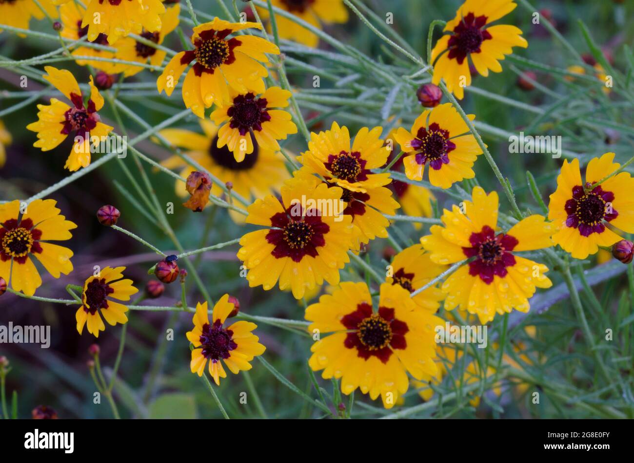 Plains Coreopsis, Coreopsis tinctoria Stock Photo - Alamy