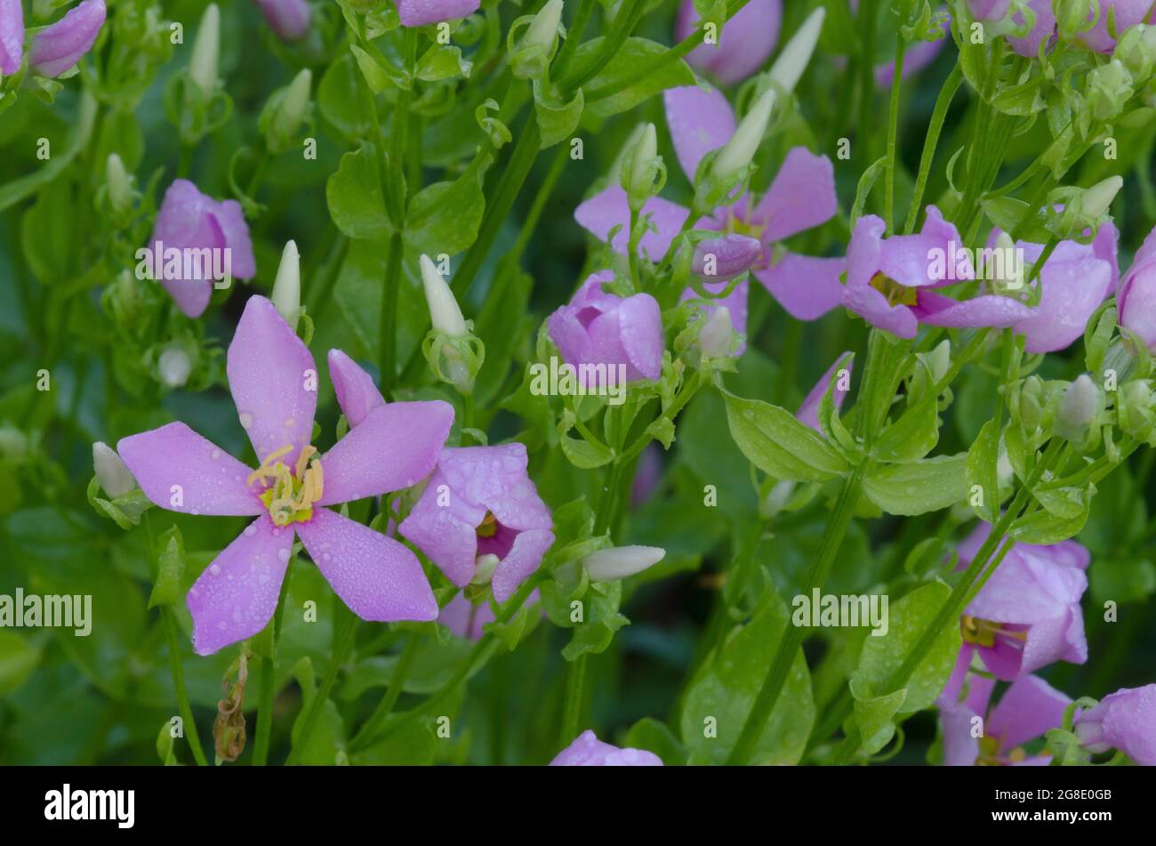 Rosepink, Sabatia angularis Stock Photo - Alamy