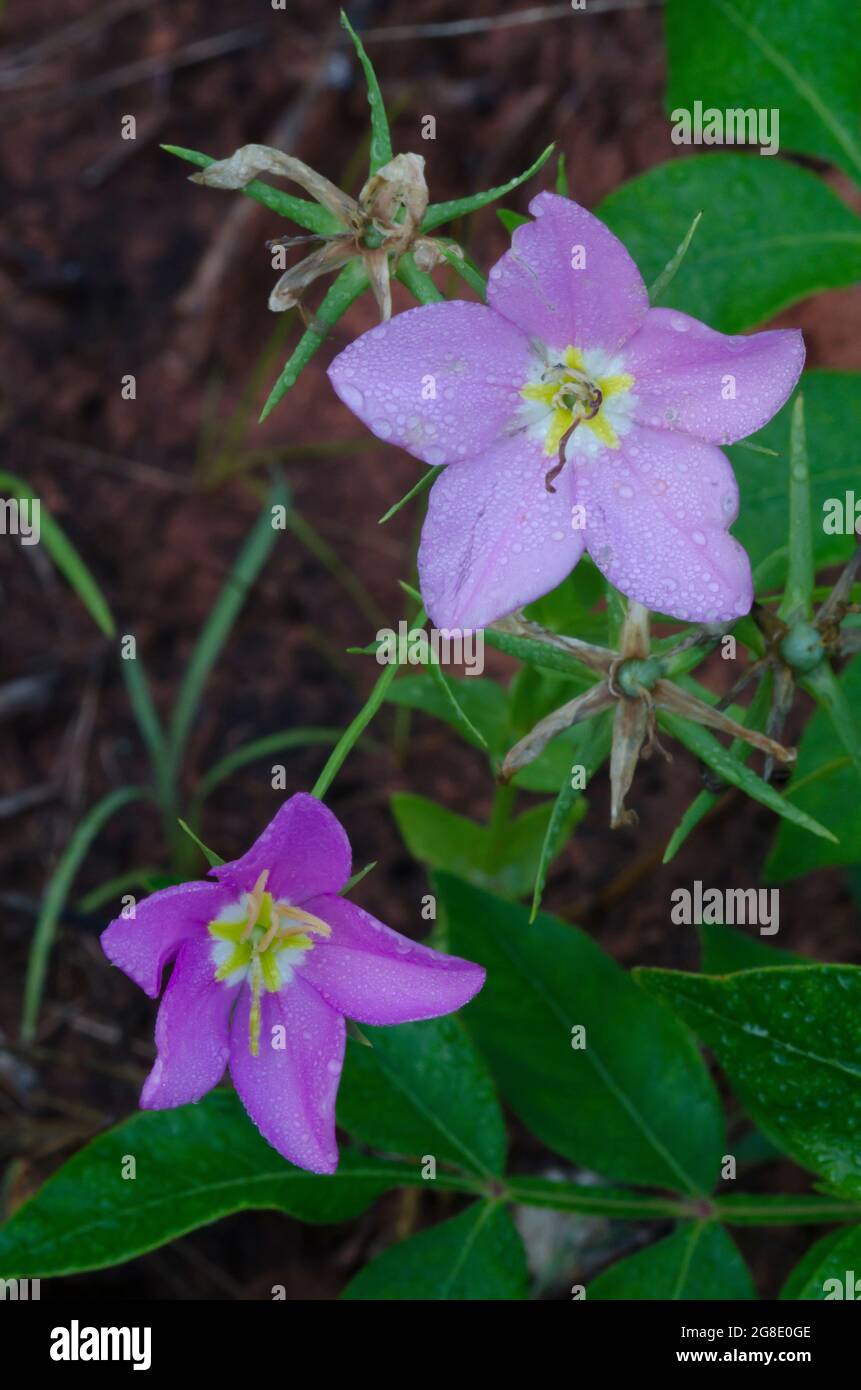 Prairie Sabatia, Sabatia campestris Stock Photo - Alamy