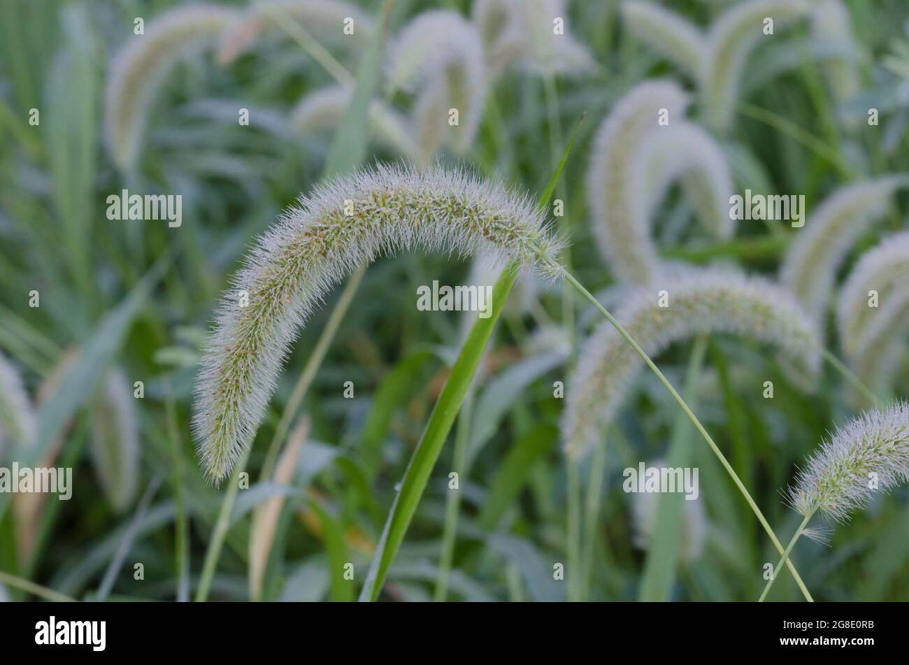 Marsh Bristlegrass, Setaria parviflora Stock Photo - Alamy