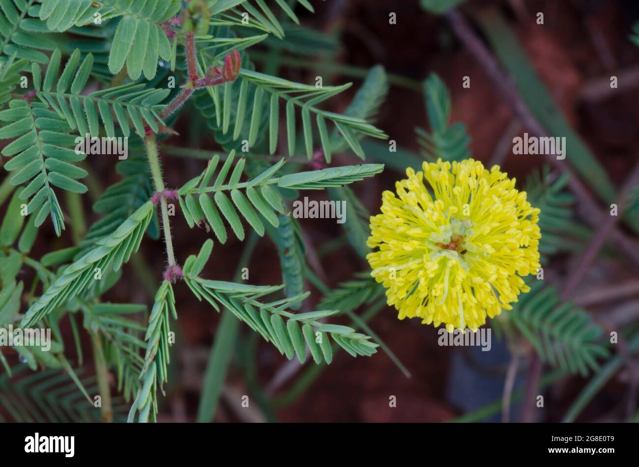 Yellow Puff, Neptunia lutea Stock Photo - Alamy
