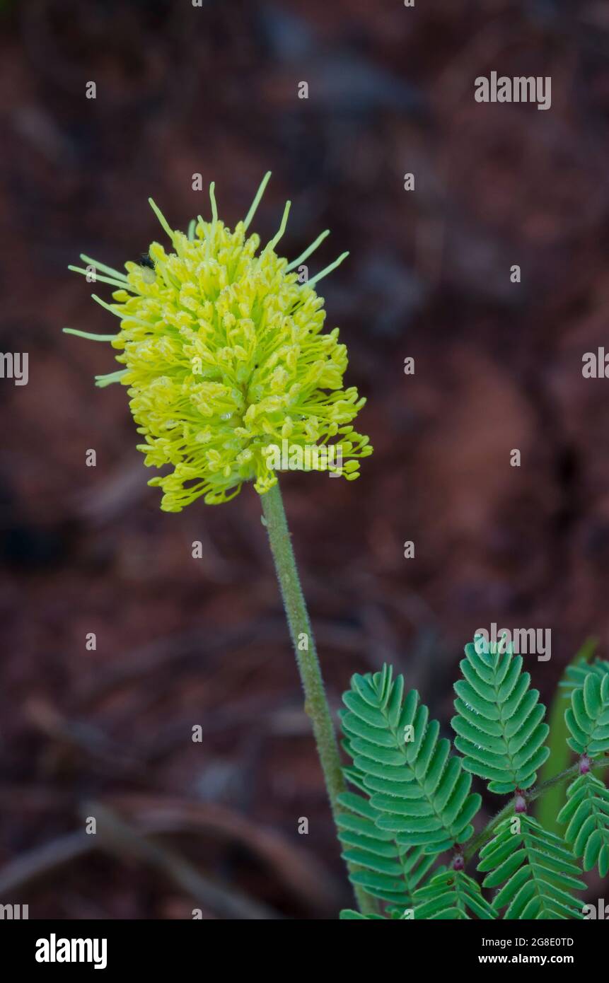 Yellow Puff, Neptunia lutea Stock Photo - Alamy