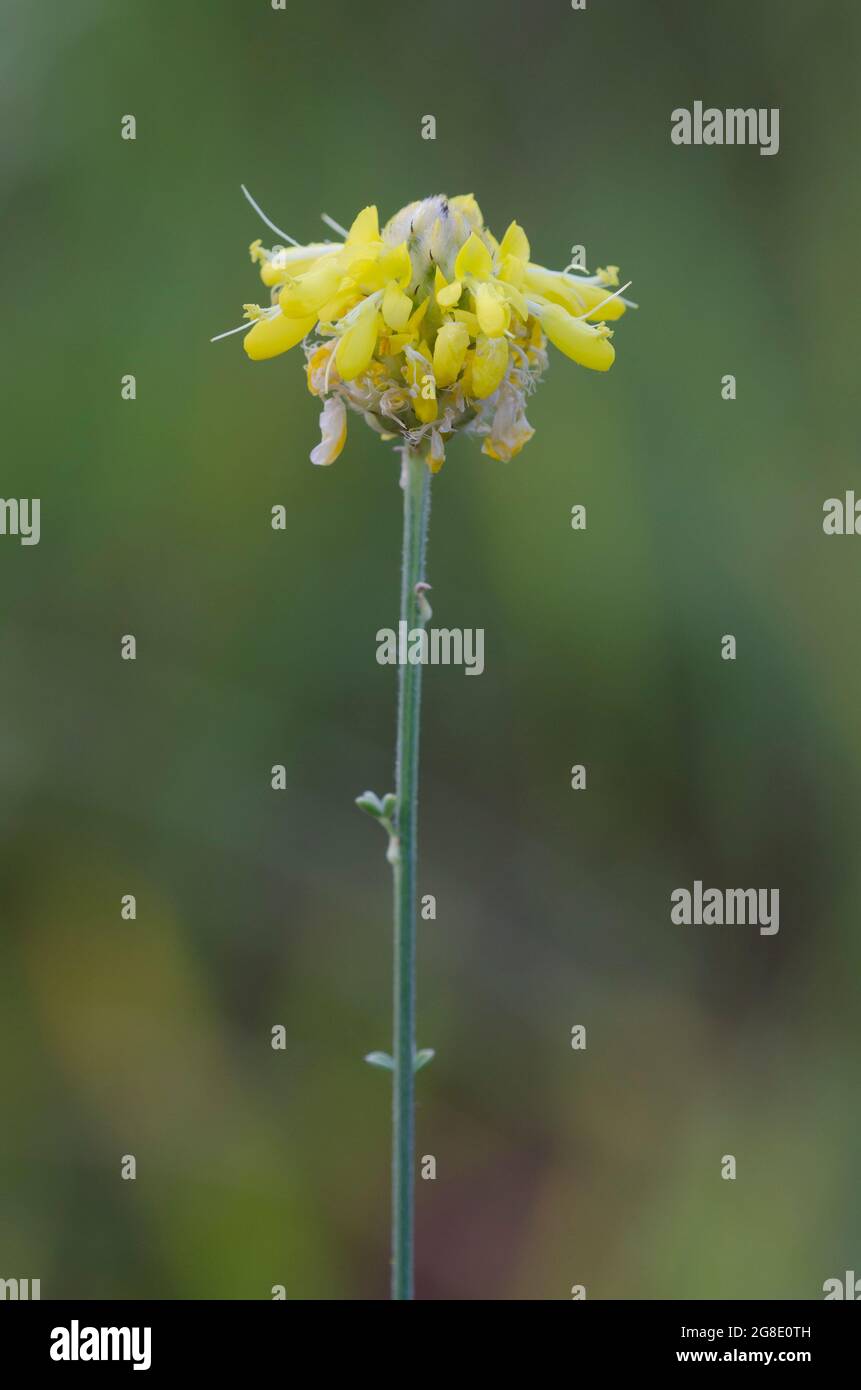 Golden Prairie Clover, Dalea aurea Stock Photo - Alamy