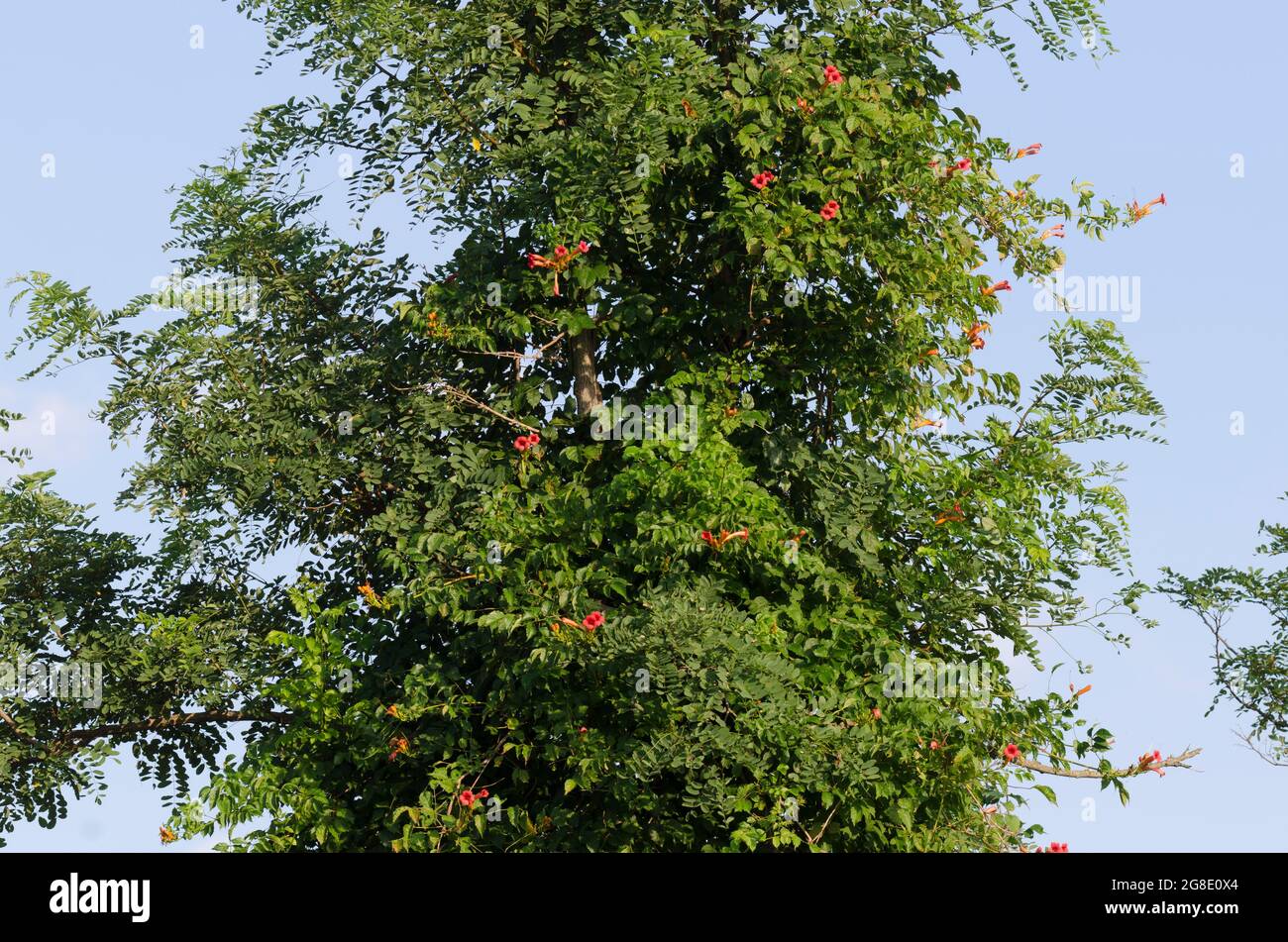 Trumpet creeper bloom hi-res stock photography and images - Alamy