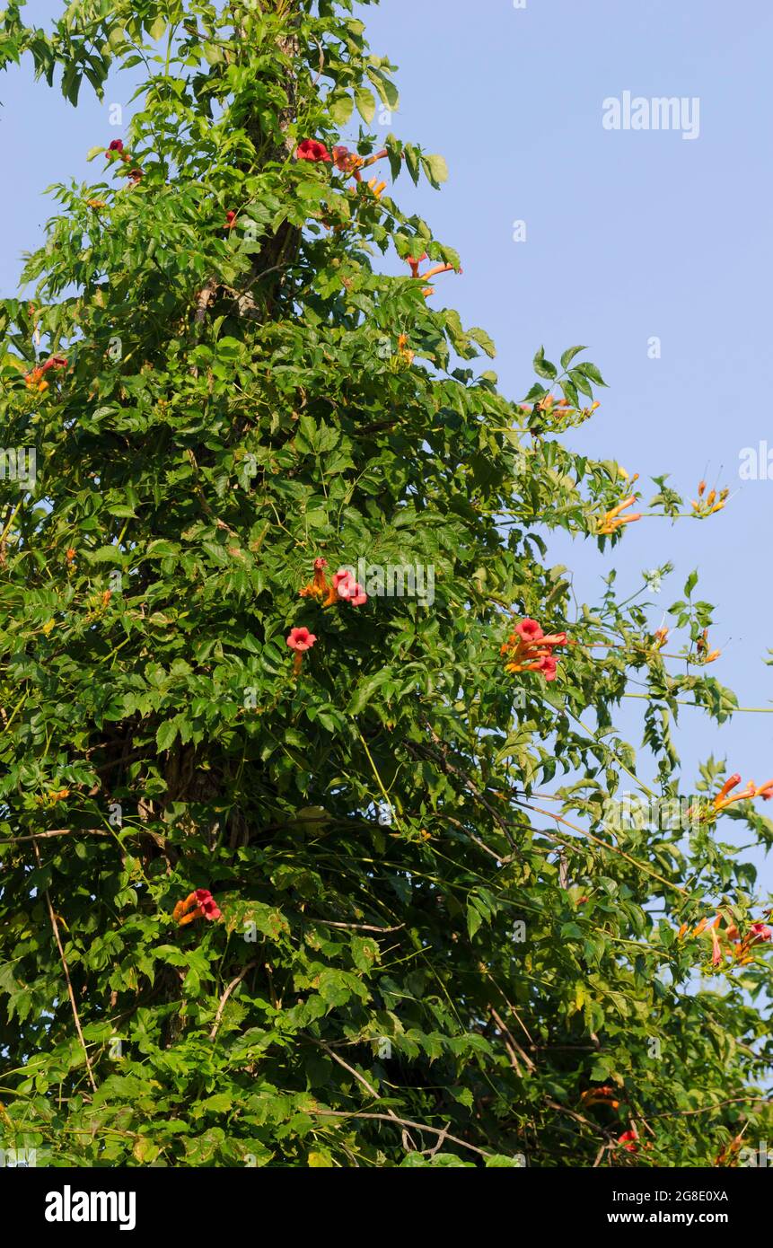 Trumpet Creeper, Campsis radicans Stock Photo - Alamy