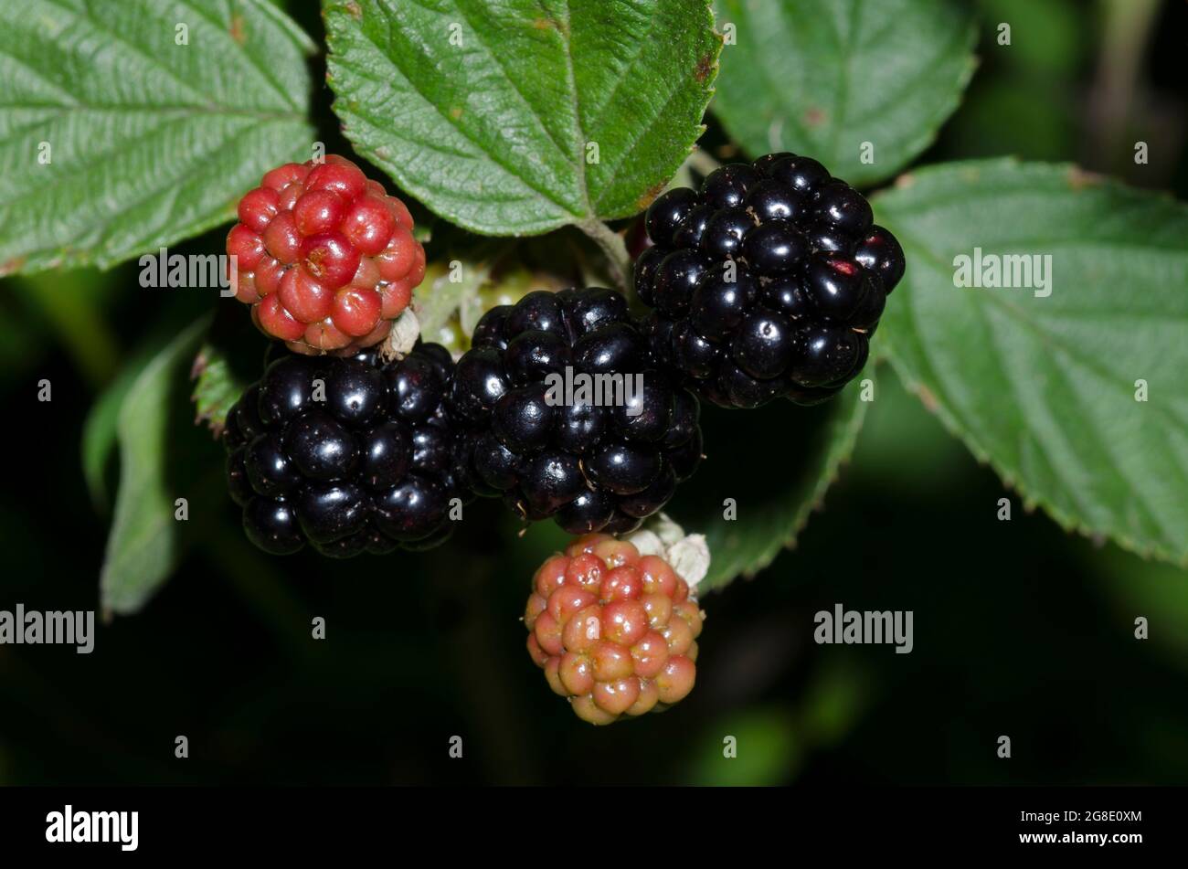 Bramble, Rubus sp., fruit Stock Photo - Alamy