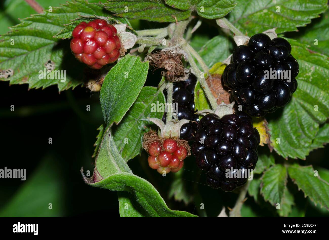Bramble, Rubus sp., fruit Stock Photo - Alamy