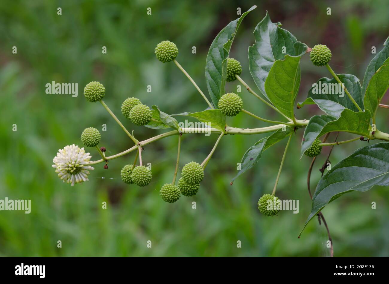 Buttonbush, Cephalanthus occidentalis Stock Photo - Alamy
