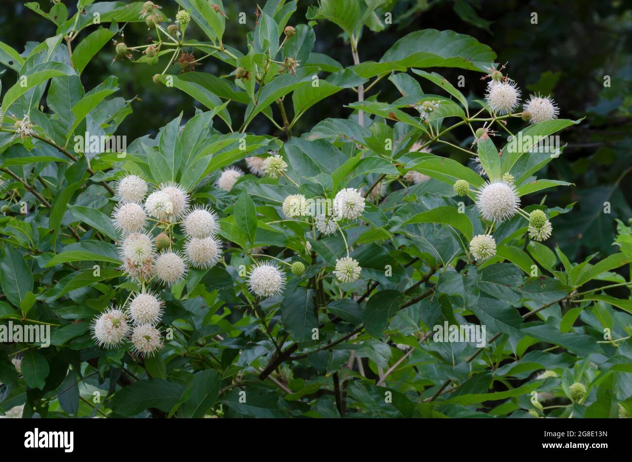 Buttonbush flower hi-res stock photography and images - Alamy