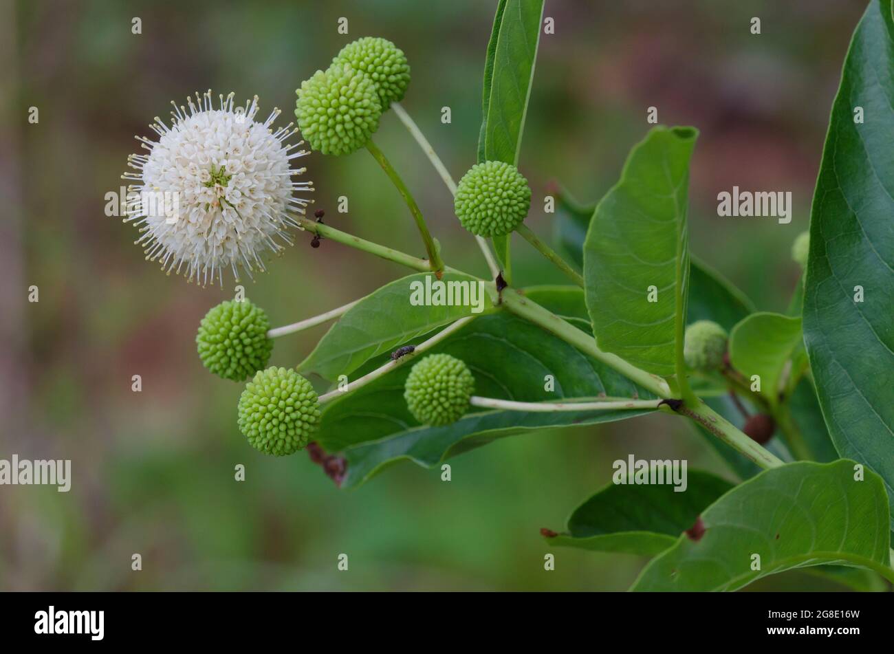 Common buttonbush hi-res stock photography and images - Alamy
