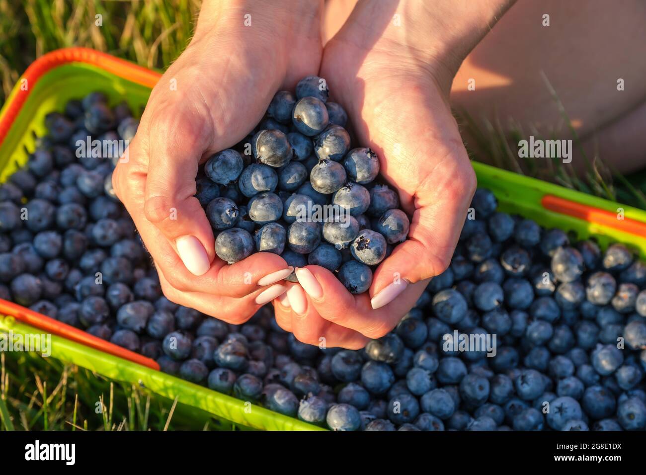 Woman hands full of freshly harvested blueberries in heart shape ...