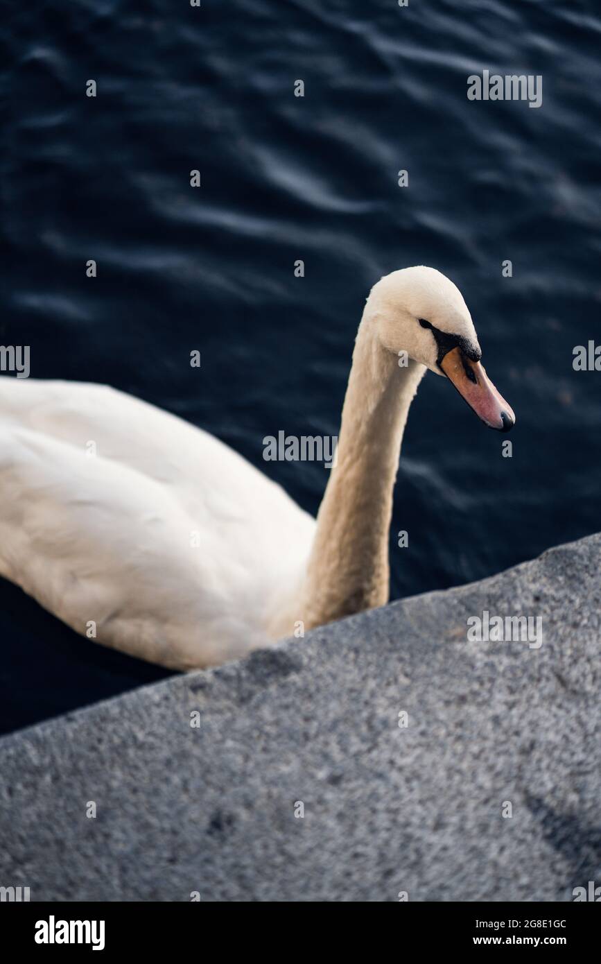 Vertical shot of an elegant swan floating on deep-sea waters seen ...