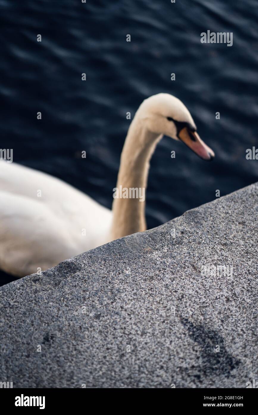 Vertical shot of an elegant swan floating on deep-sea waters seen ...