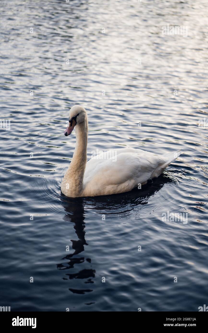 Vertical shot of an elegant swan floating on deep-sea waters Stock ...