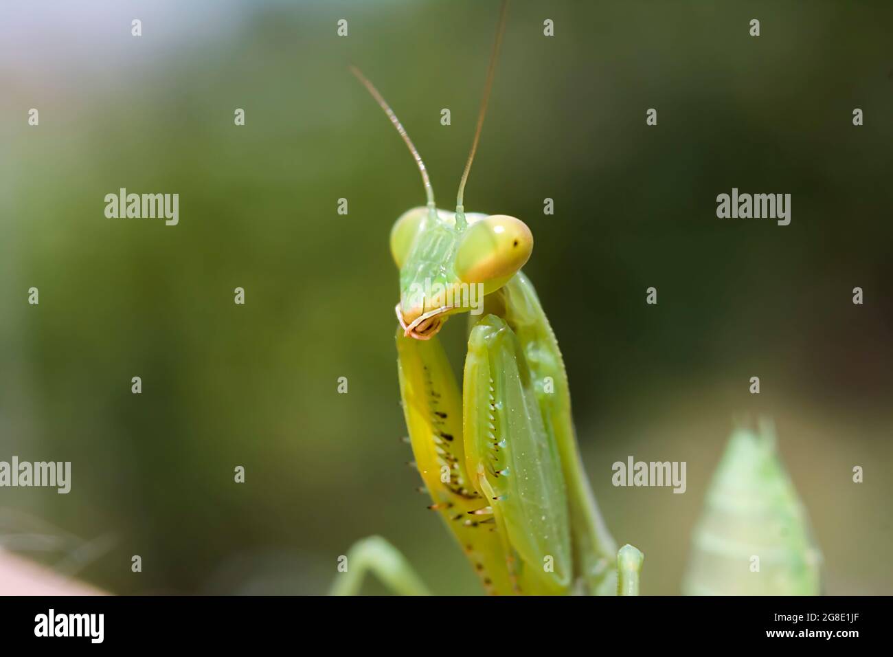 Green garden mantis hi-res stock photography and images - Alamy