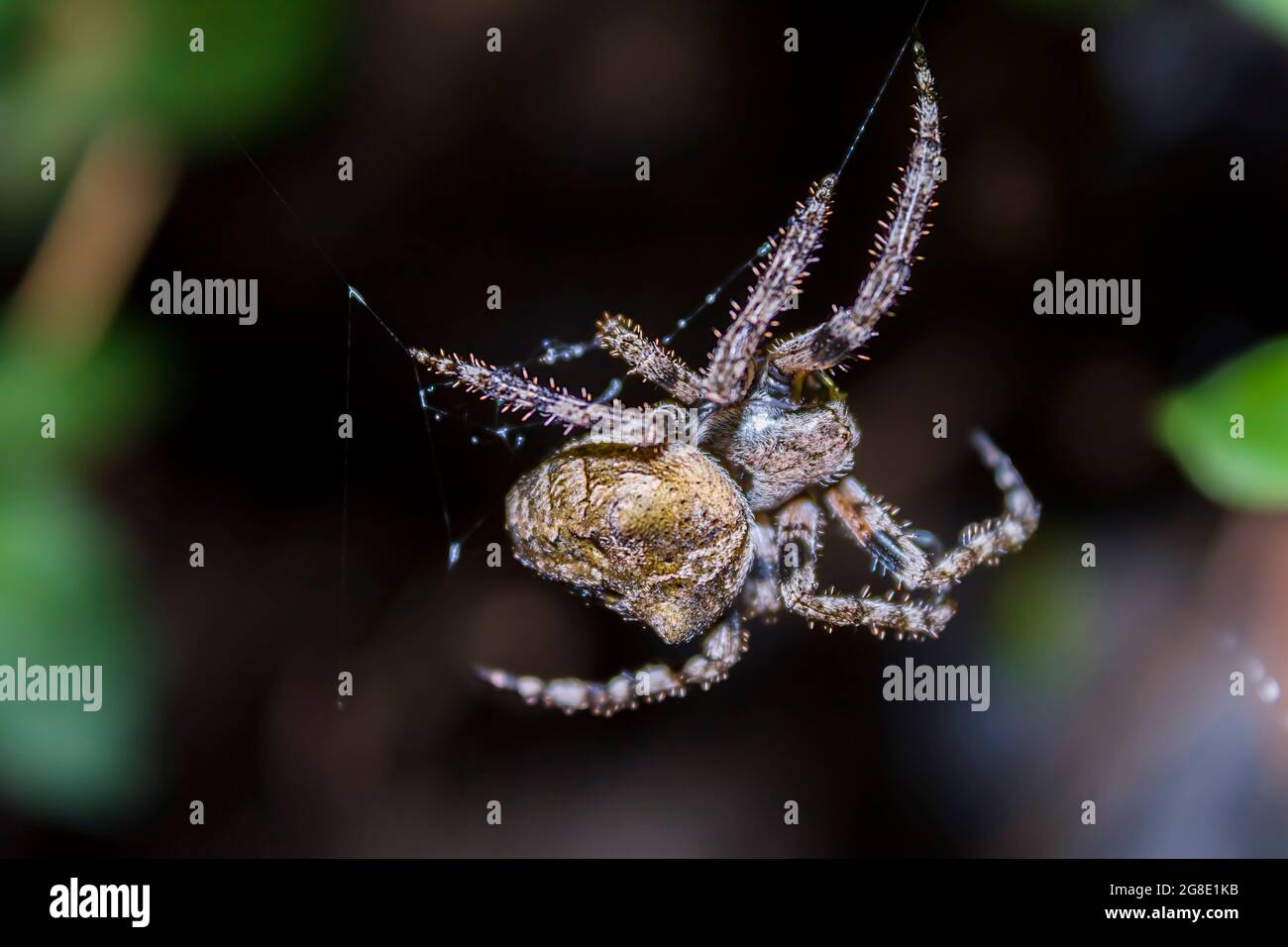 Large spider on a leaf hi-res stock photography and images - Alamy