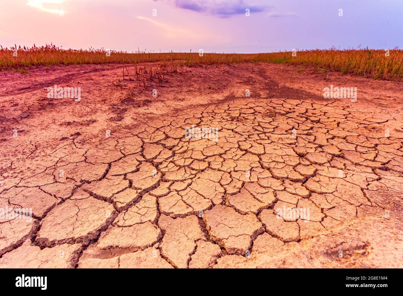 Warm dry cracked land with dead cropps, climate change concept with ...