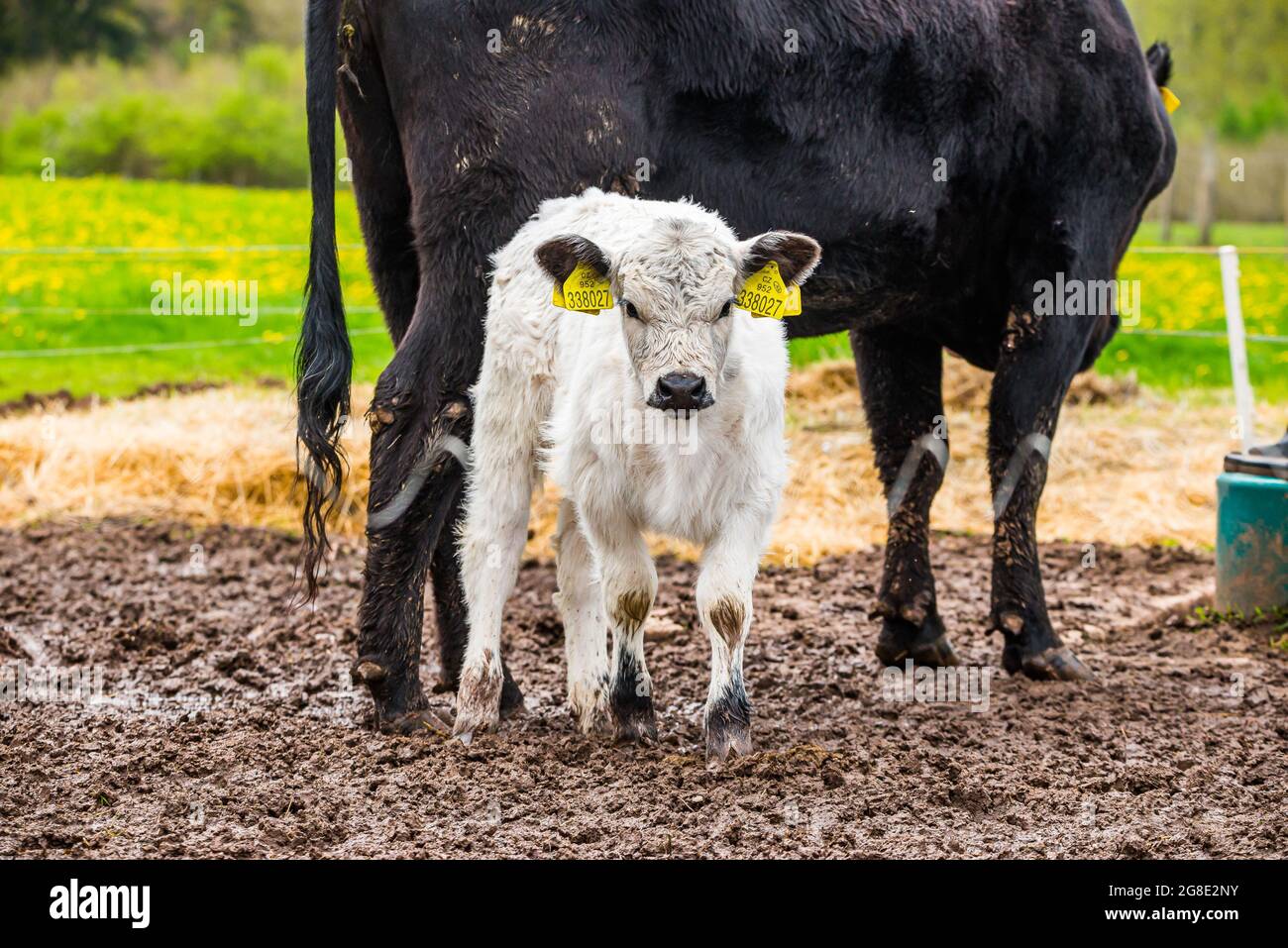 Cute white furry calf with yellow marks in ears hiding by big brown cow ...