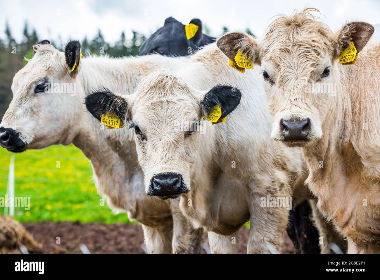 Three cows together hi-res stock photography and images - Alamy