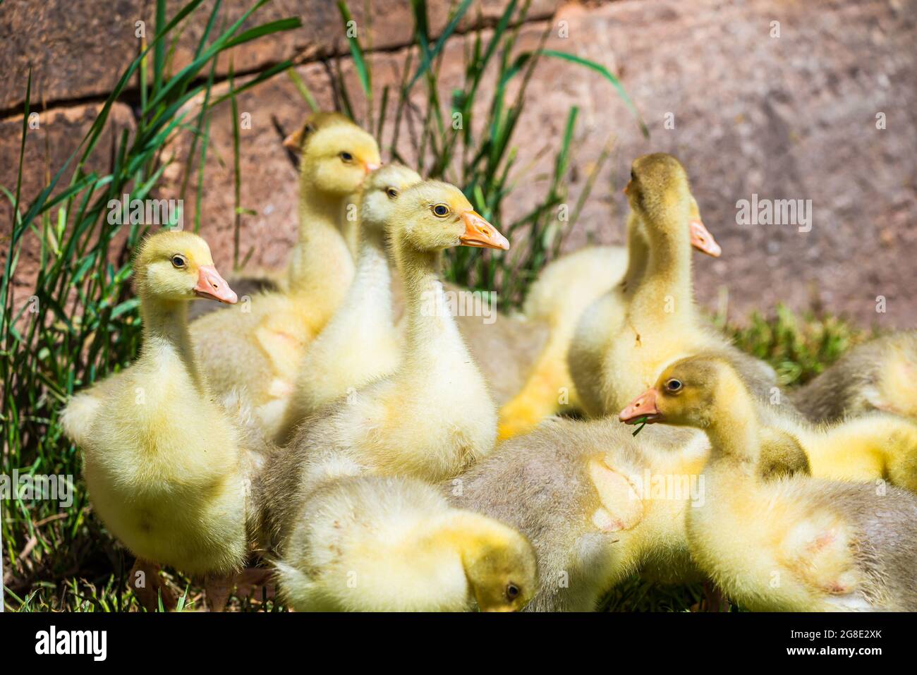 Ducklings in spring hi-res stock photography and images - Alamy