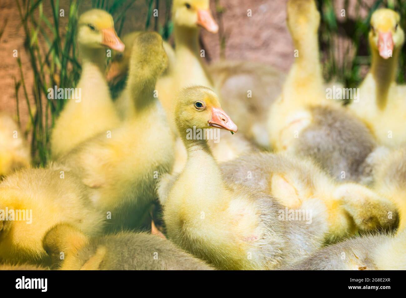 Ducklings in spring hi-res stock photography and images - Alamy