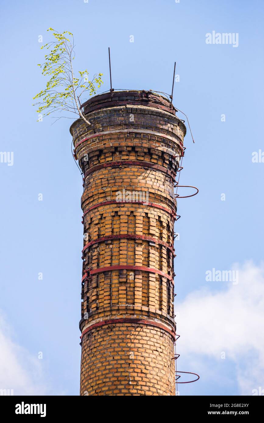 Small tree growing in old unused bricked chimney Stock Photo - Alamy