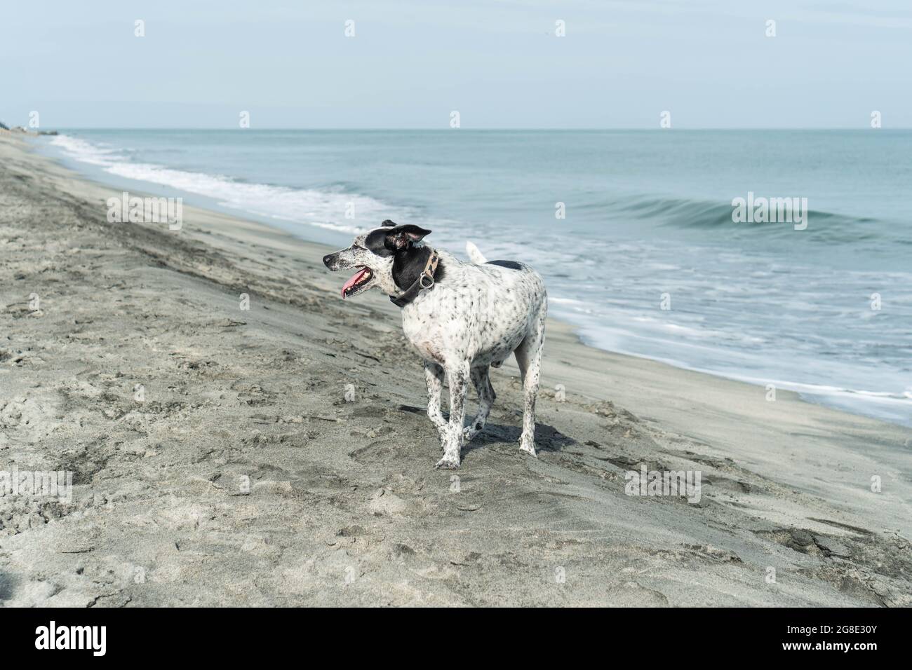 Dog having fun on the beach in the morning Stock Photo - Alamy