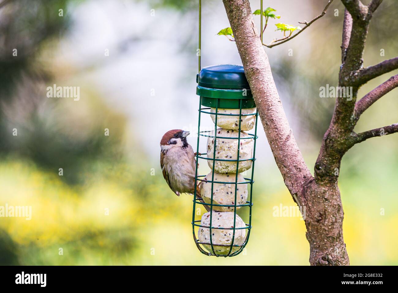 Eurasian tree sparrow eating balls in green feeder hanging on the tree ...